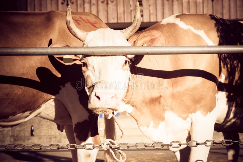 Cow in Stable stock image. Image of swiss, ranch, dairy - 89226599