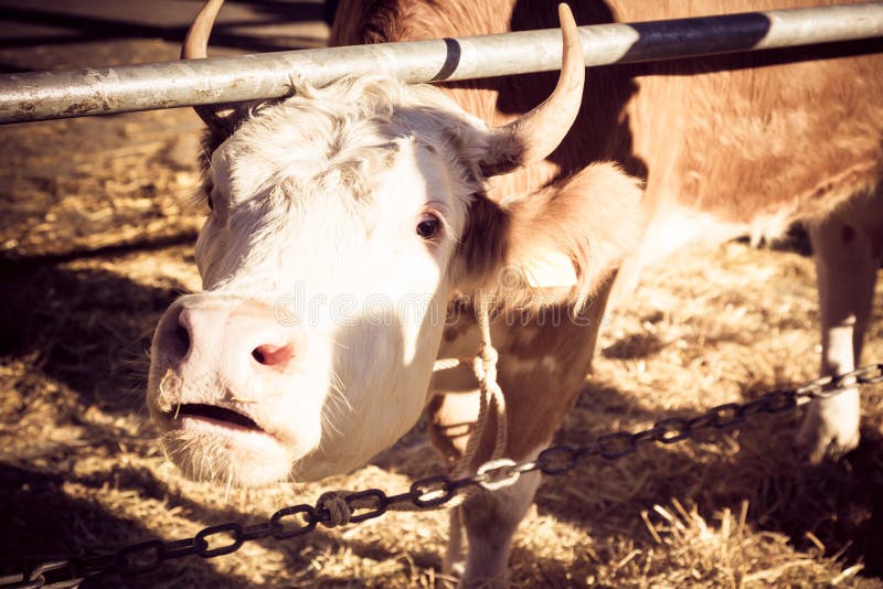 Cow in Stable stock photo. Image of europe, lenk, agriculture - 98018144
