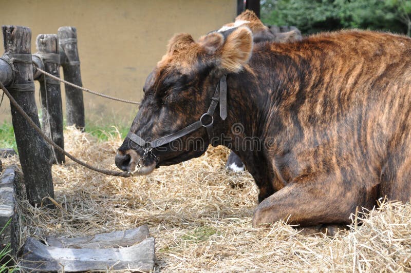 Cow in stable stock image. Image of ranch, oldfashioned - 97216829