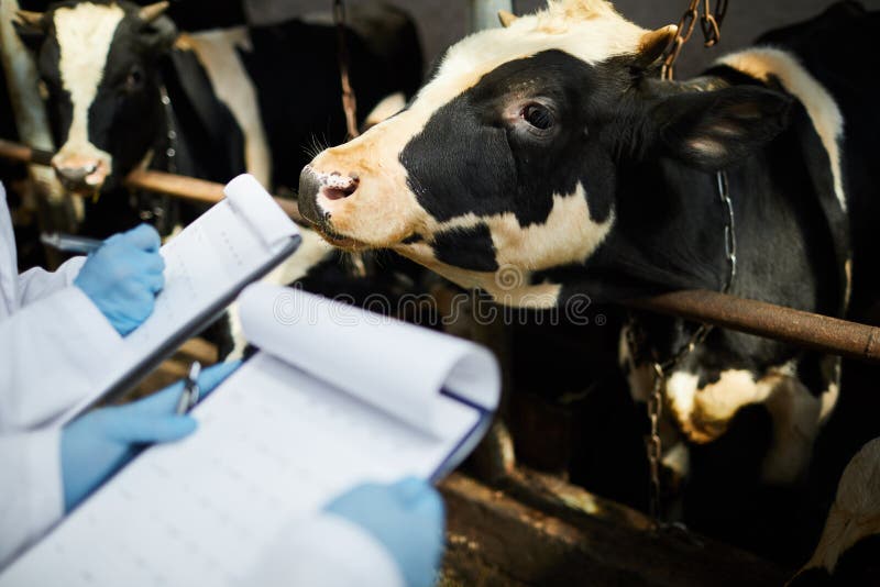 Cow in stable stock image. Image of milk, human, industry - 124157519