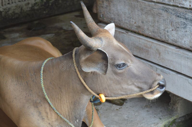 A Cow in a Stable Prepared for a Bull Race Stock Image - Image of ...