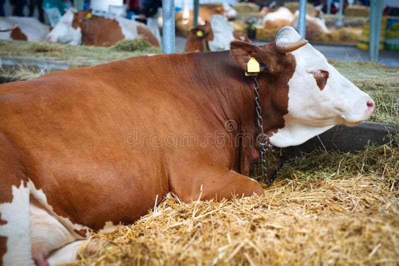 Cow in a stable stock photo. Image of agricultural, eating - 71905416