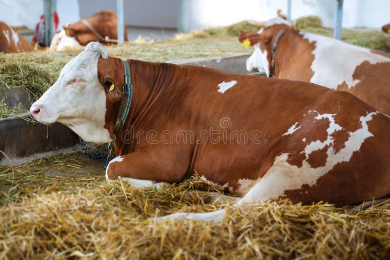 Cow in a stable stock photo. Image of agriculture, indoors - 71905724