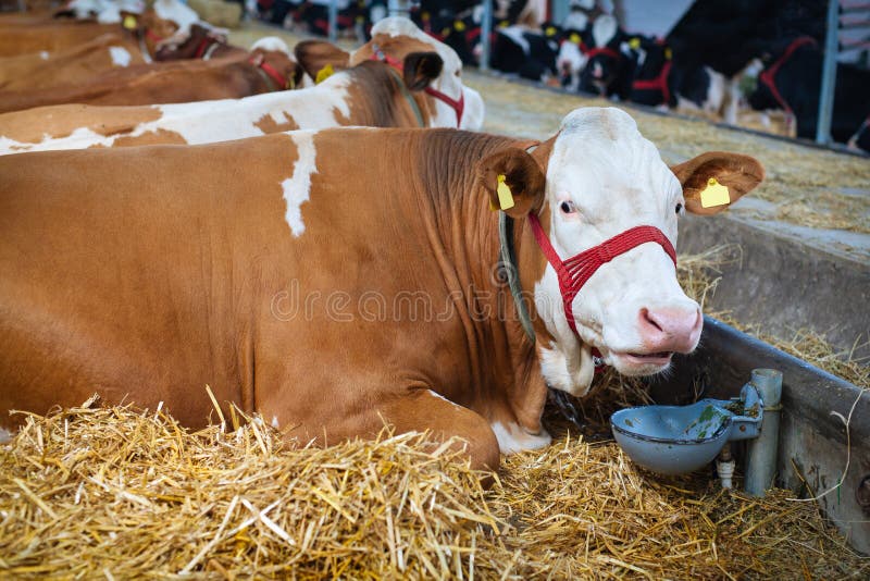 Cow in a stable stock image. Image of healthy, industrial - 71906319