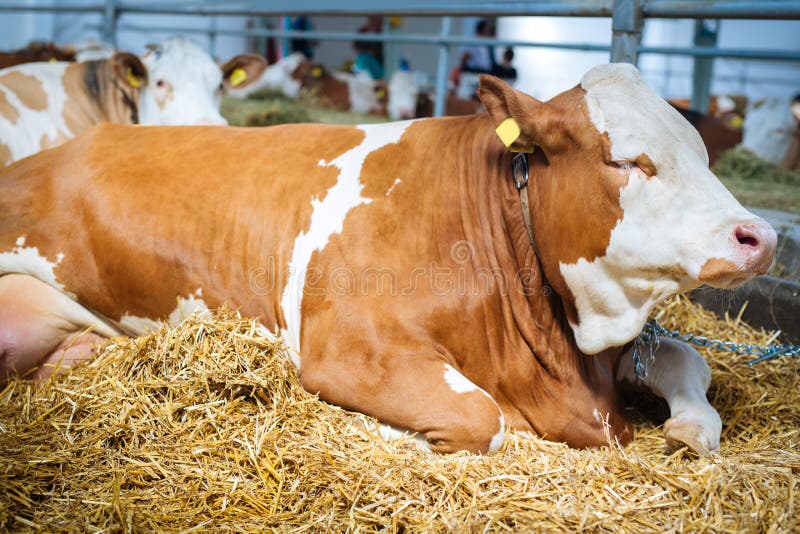 Cow in a stable stock image. Image of eating, meat, industrial - 71906791