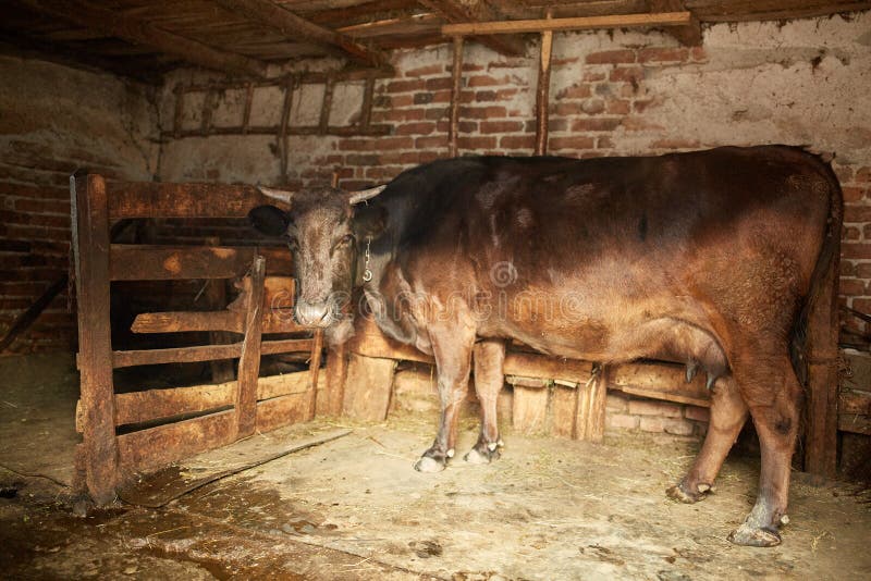 Cow in the stable stock image. Image of full, barn, countryside - 66431091