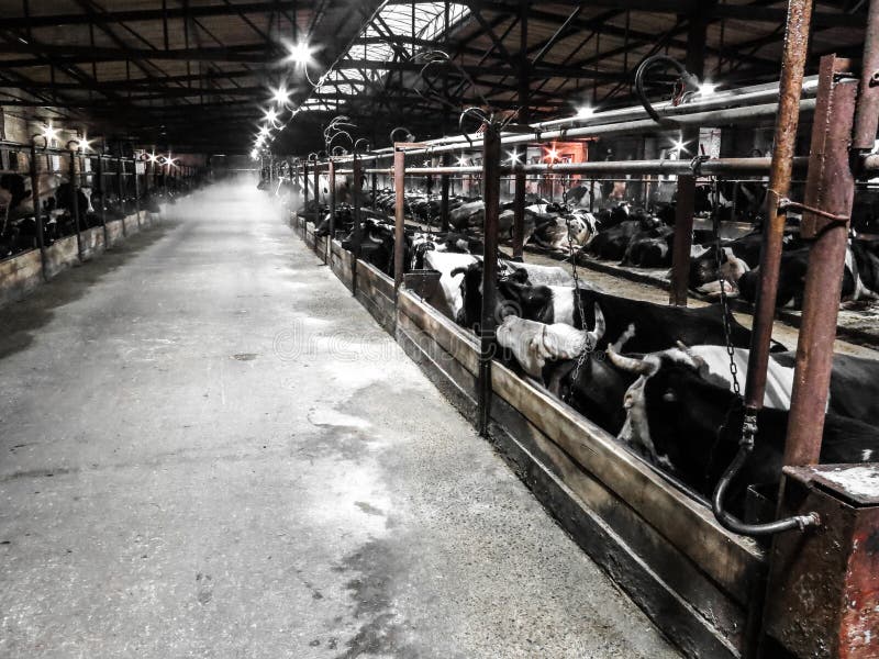 Cow in the stall stock photo. Image of milking, horned - 102606726