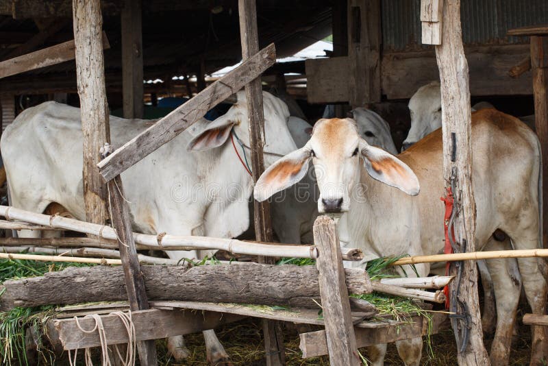 Cow in stall stock photo. Image of agriculture, herd - 74955052