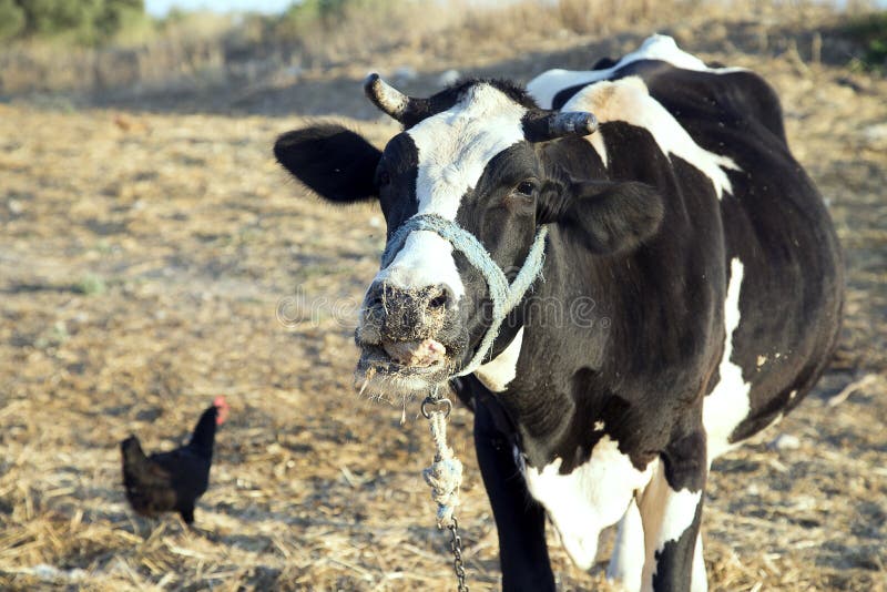 A Cow Stand Alone with a Chicken Together on the Farm Stock Image ...