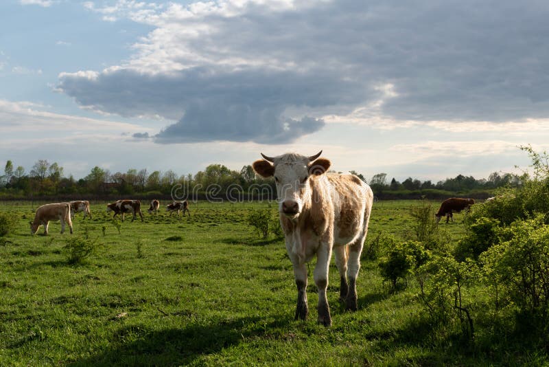 Cow Stand in Pasture and Stare, Dramatic Light Stock Image - Image of ...