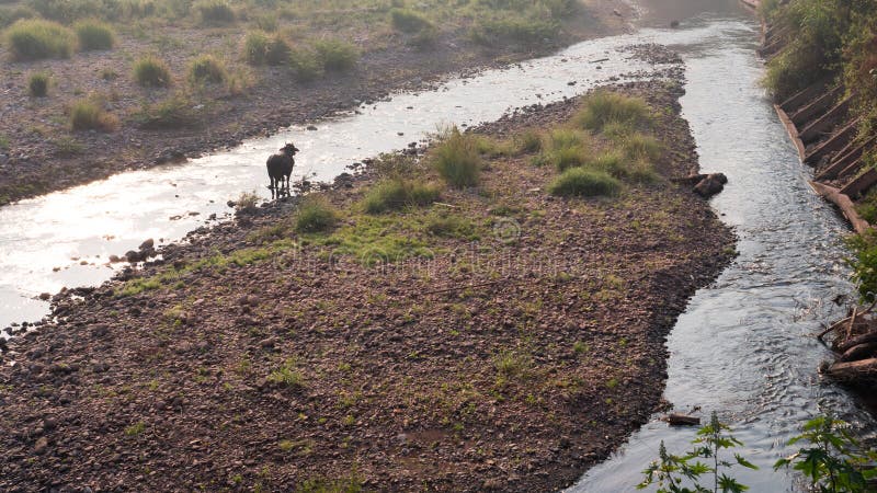 Cow stand on the Stream stock photo. Image of life, beast - 325205878