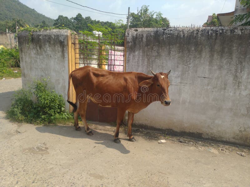 Cow Standard on the Streets Stock Image - Image of smile, face: 199848821