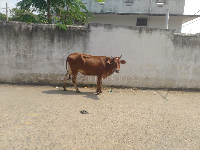 Cow Standard on the Streets Stock Image - Image of standard, animal ...