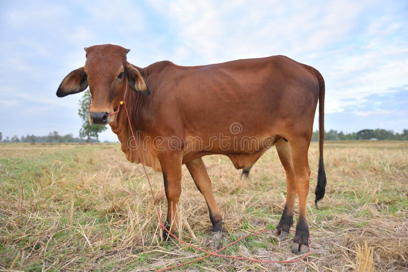 The Cow is Standing in a Beautiful Field Stock Photo - Image of ...