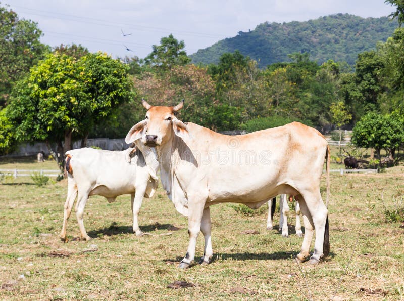Cow standing in farm stock image. Image of country, animal - 60745697