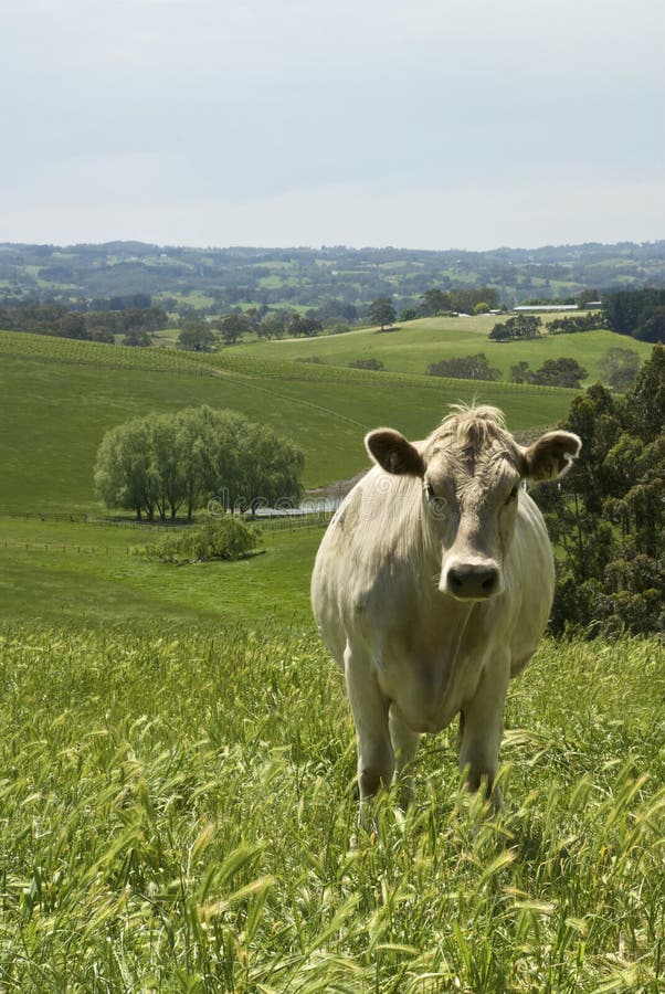 Cow On The Field Picture. Image: 13603117