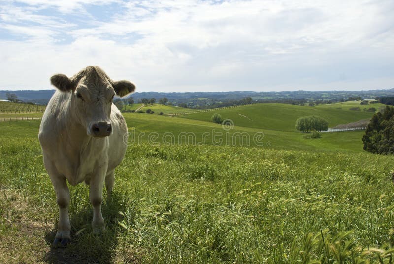 Cow Standing in field stock photo. Image of leather, close - 8132778