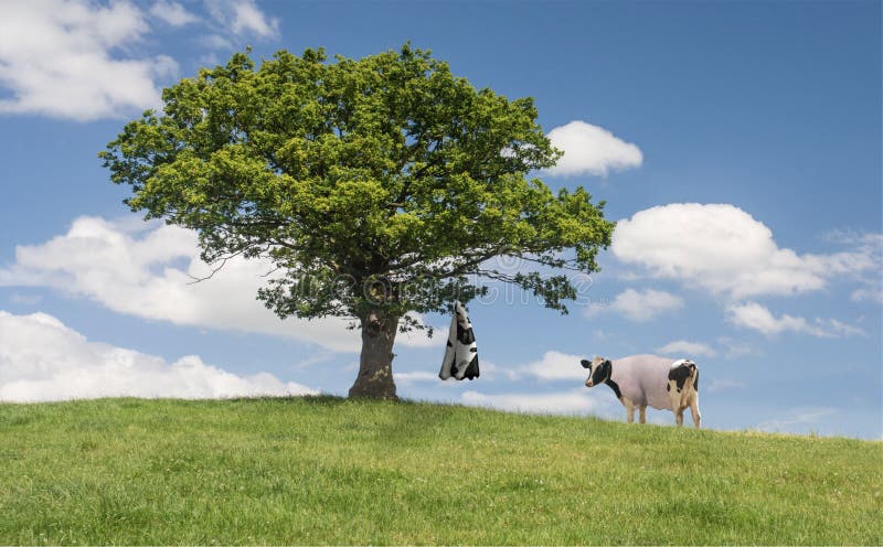A Cows Standing in a Field with His Jacket Off Stock Photo - Image of ...