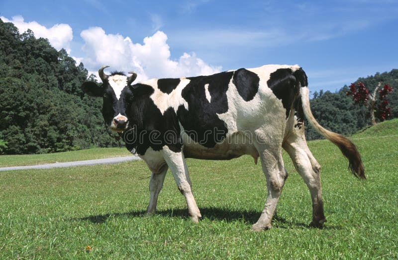Cow stock image. Image of asia, feeding, natural, animal - 43411363
