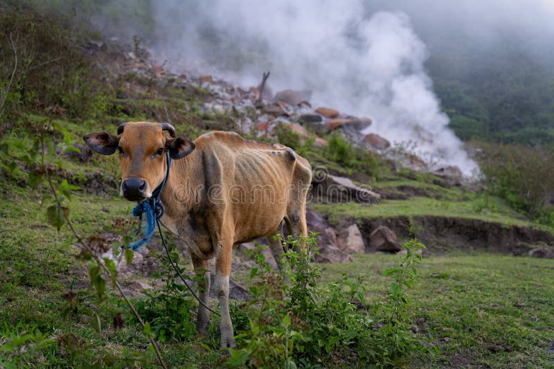 Cow Standing in Front of Smoking Volcanic Mountains Stock Image - Image ...