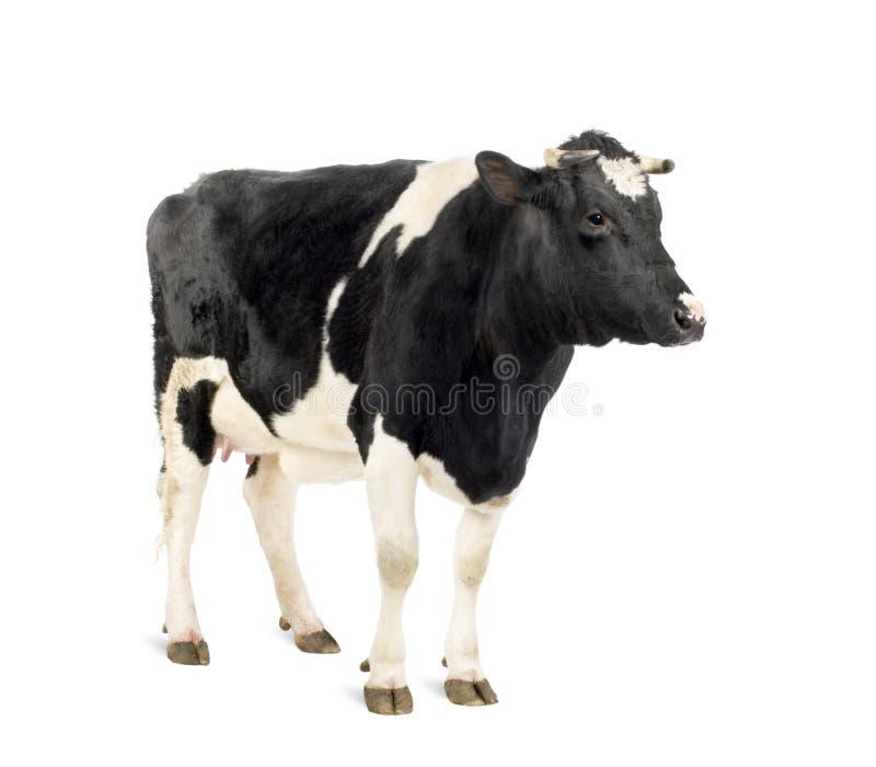 5,271 Cow Side View Stock Photos - Free & Royalty-Free Stock Photos ...