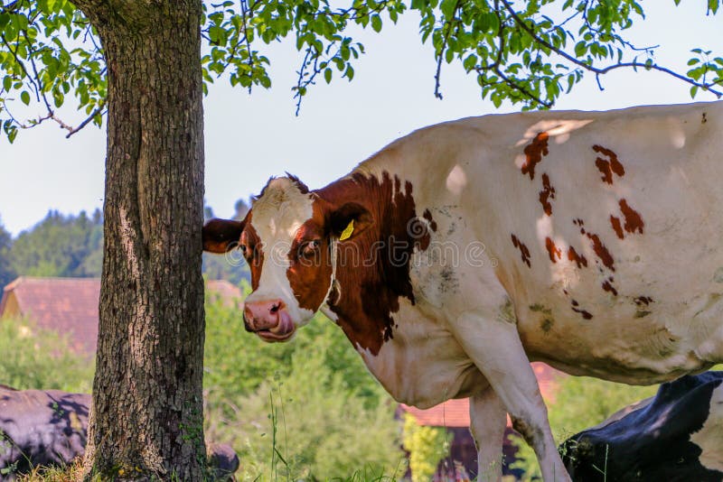 801 Side Face Cow Stock Photos - Free & Royalty-Free Stock Photos from ...