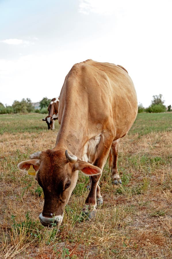Cow Standing in Grassy Field Stock Photo - Image of land, mammal: 26196906