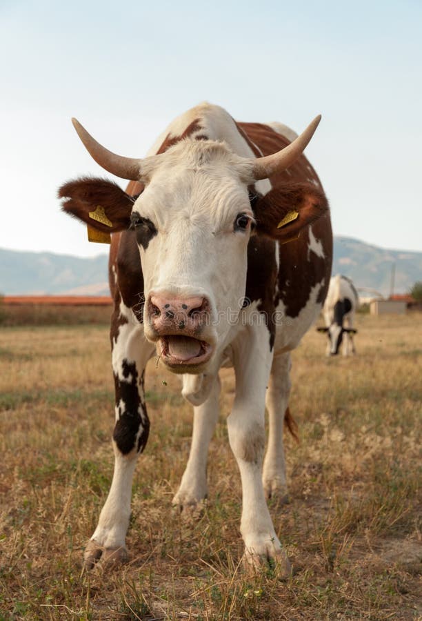 Cow Standing in Grassy Field Stock Photo - Image of land, mammal: 26196906