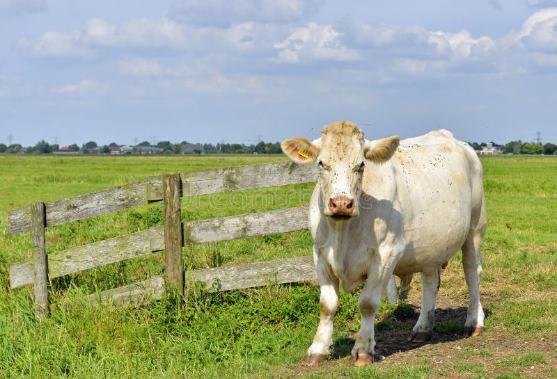 Fat white cow stock image. Image of eartag, relax, field - 14144597