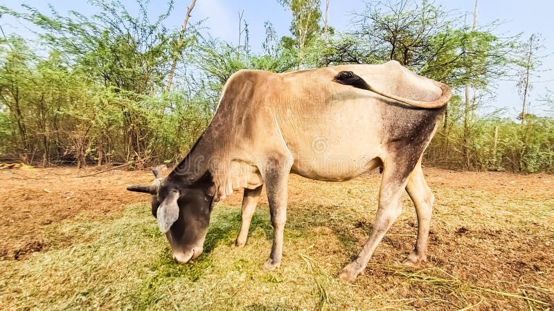 Cow. Cow Standing in Greenery Stock Image - Image of eating, breed ...