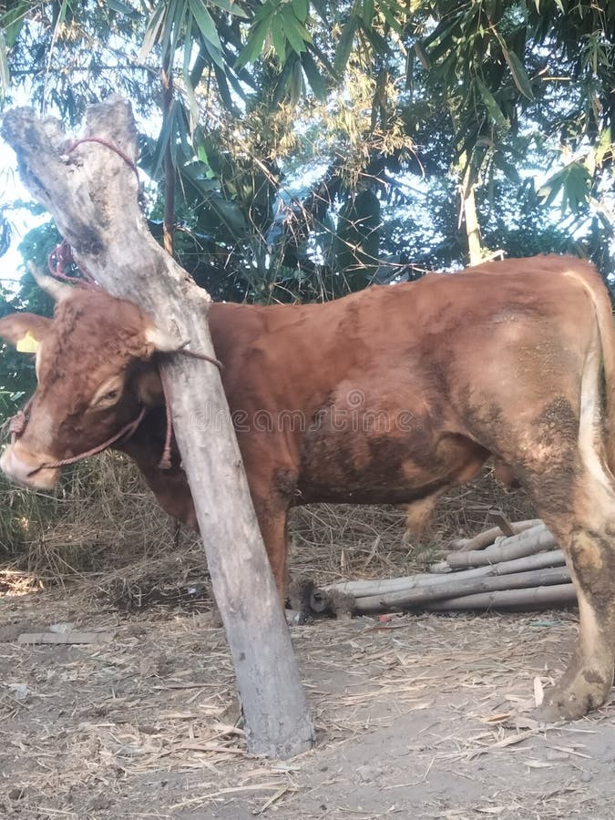 Cow standing near tree stock photo. Image of horn, tree - 282188830
