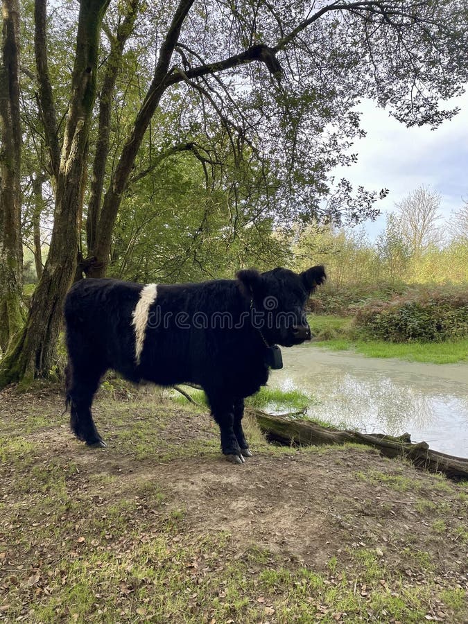 Cow Standing Next To a Lake in Surrey Stock Image - Image of grass ...