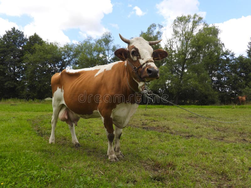 Cow Standing on a Pasture during Springtime Stock Image - Image of ...
