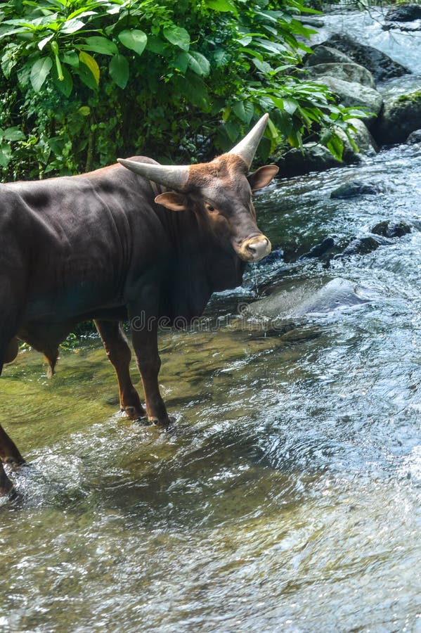 Cow Standing in the Shallow River Stock Photo - Image of ecosystem ...