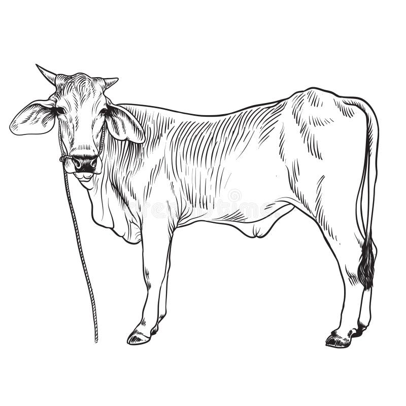 Cow Standing Sketch Hand Drawn Farming and Cattle Breeding Vector ...