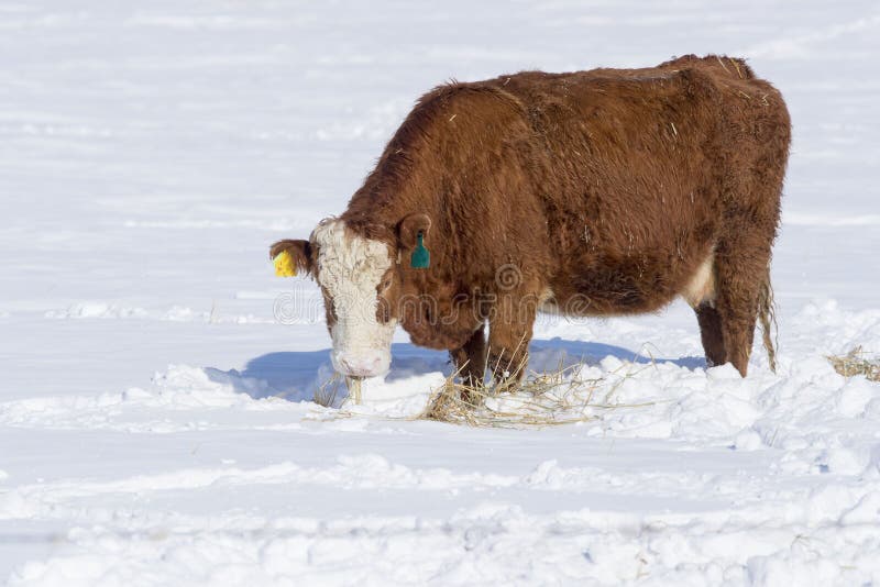 Beef Cattle on a Farm stock photo. Image of mammal, herd - 235982992