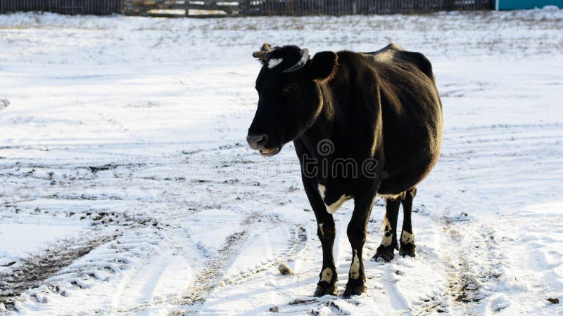 Holstein cow in snow stock image. Image of farming, lying - 48376723