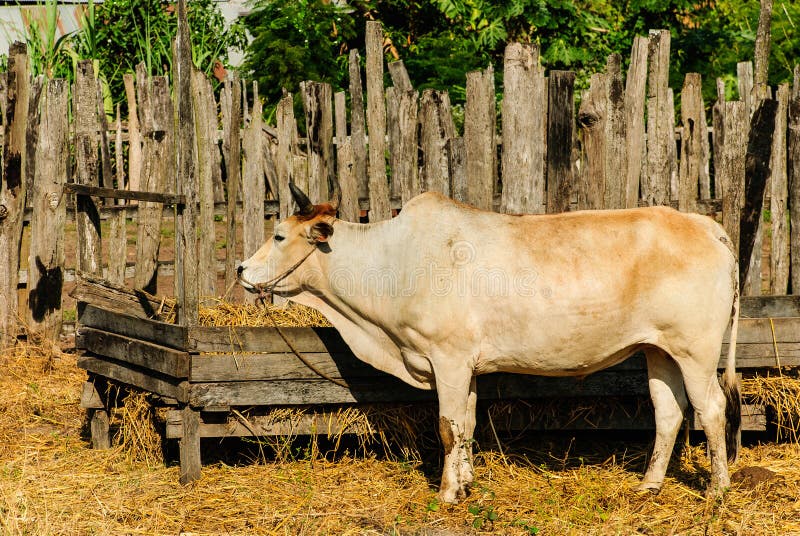 A Cow is Standing in a Stall Stock Photo - Image of stall, mammal: 28895578