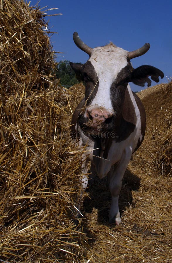 Cow in a stall stock image. Image of mammal, business - 33233537
