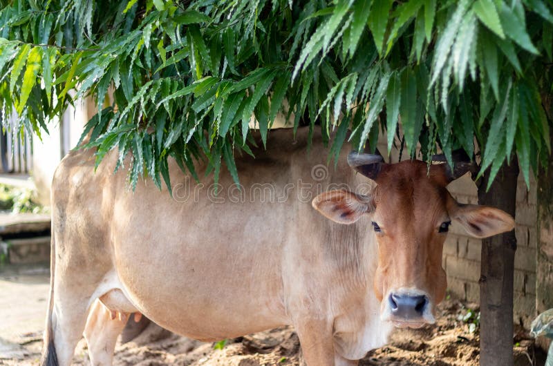938 Cow Under Tree Photos - Free & Royalty-Free Stock Photos from ...