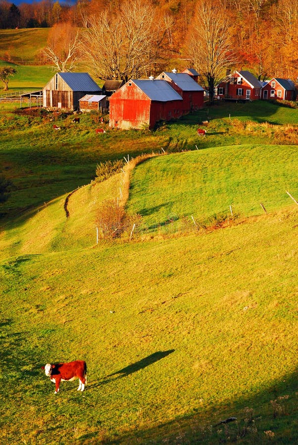 A Cow Stands in a Field in Late Fall Stock Image - Image of east ...