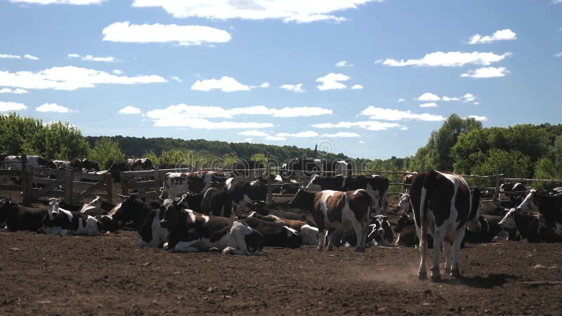 A Cow Stands Sideways at Full Height on a Farm Stock Video - Video of ...