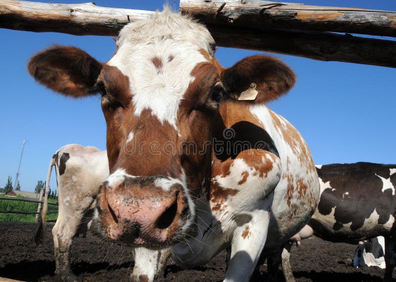 Cow in a stall stock image. Image of mammal, business - 33233537