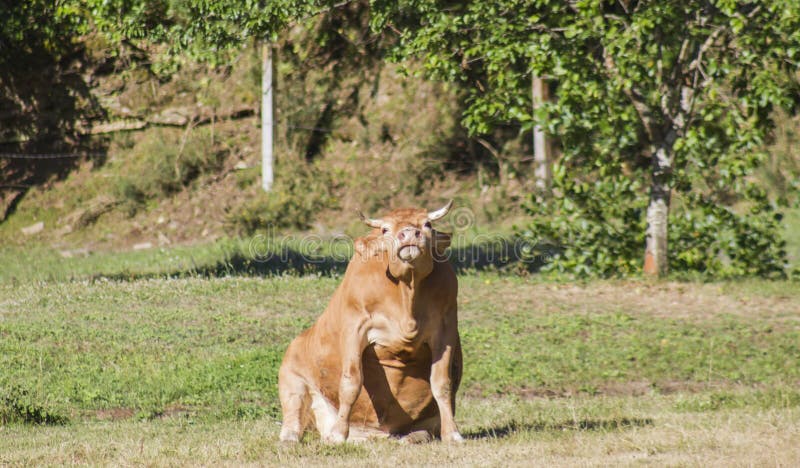 The Cow Stands Up with Effort Stock Image - Image of trees, nose: 154433793