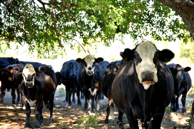 Cow Stare stock photo. Image of animals, staring, farm - 70038710