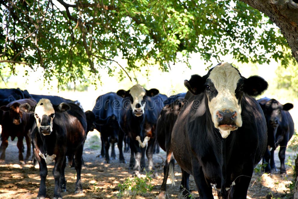 Cow Stare stock photo. Image of animals, staring, farm - 70038710