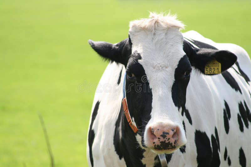 Cow Staring into the Camera Stock Image - Image of grass, farm: 2802035