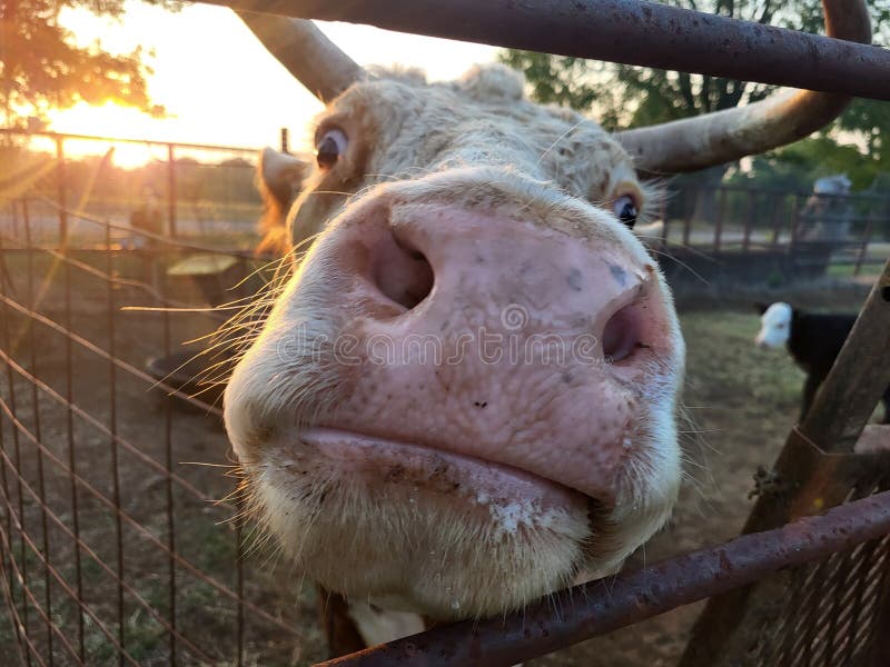 Cow staring into your soul stock photo. Image of silly - 330650450