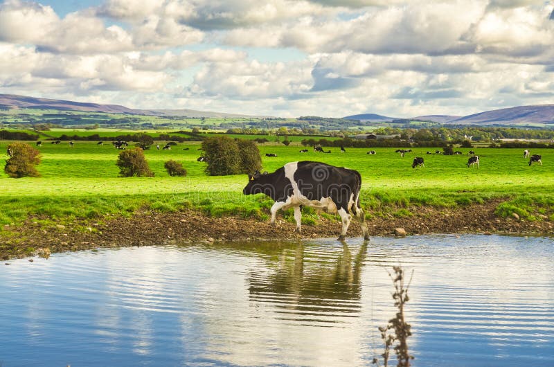 A Cow Stepping from a River Onto Pasture. Stock Image - Image of mammal ...
