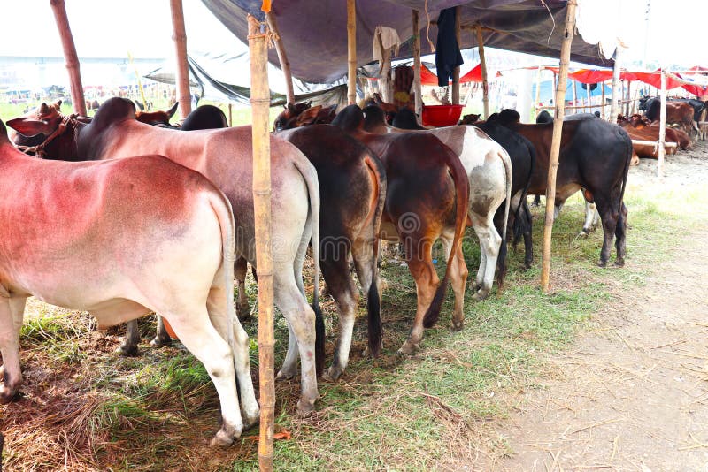 Cow Stock on Bazaar for Sell Stock Image - Image of domesticated, farm ...